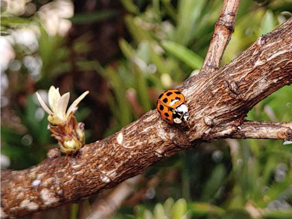 Developmental plasticity of melanisation in insects – School for ...